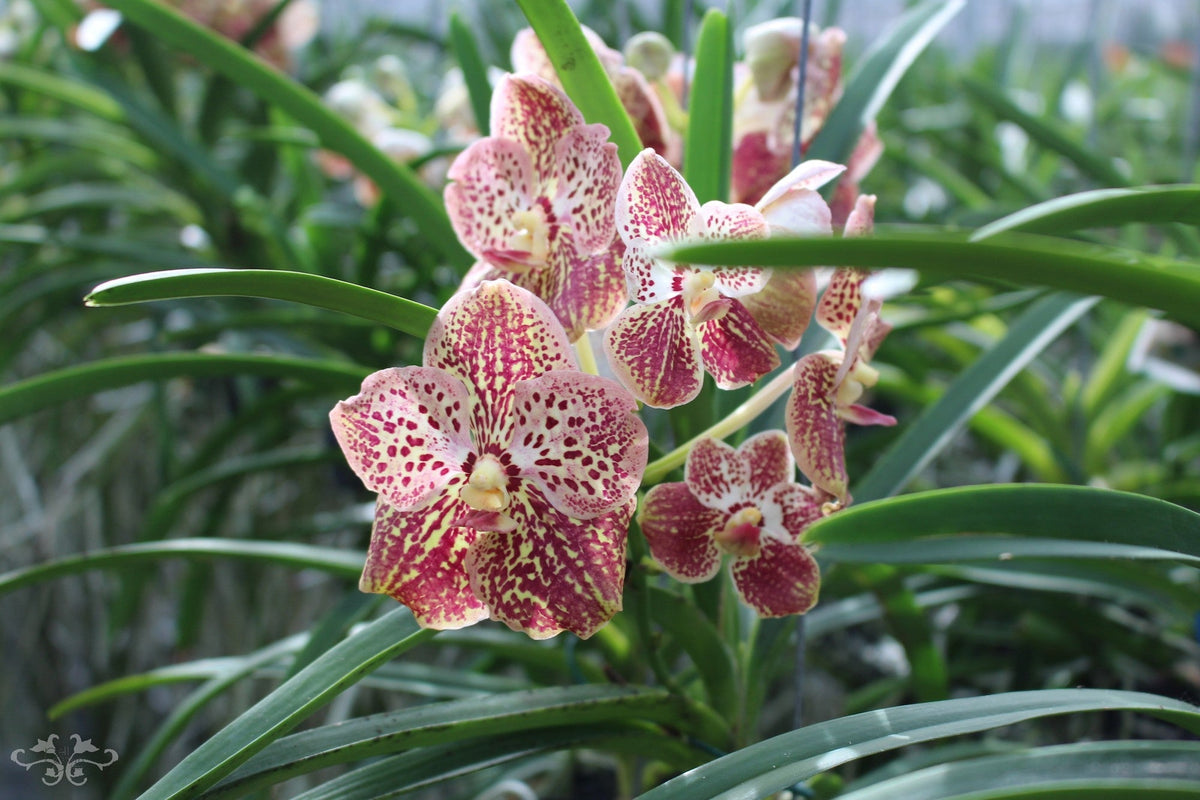 Sourcing the World's Most Beautiful Flowers | Neill Strain | – Neill ...