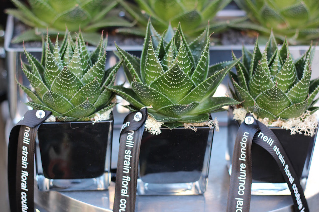 Houseplants for Health | London Floral Couture | Neill Strain – Neill ...